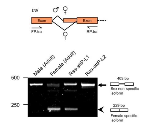 figure s3 cell lines have sex specific gene expression patterns download scientific diagram