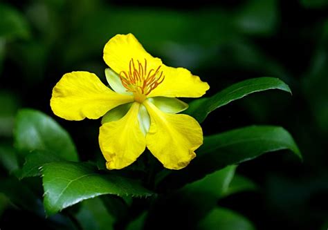 贯叶连翘 花 植物 Pixabay上的免费照片 Pixabay