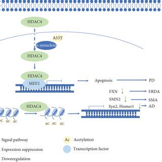 The Scheme Of HDAC4 Partitioning Between The Nucleus And Cytoplasm A