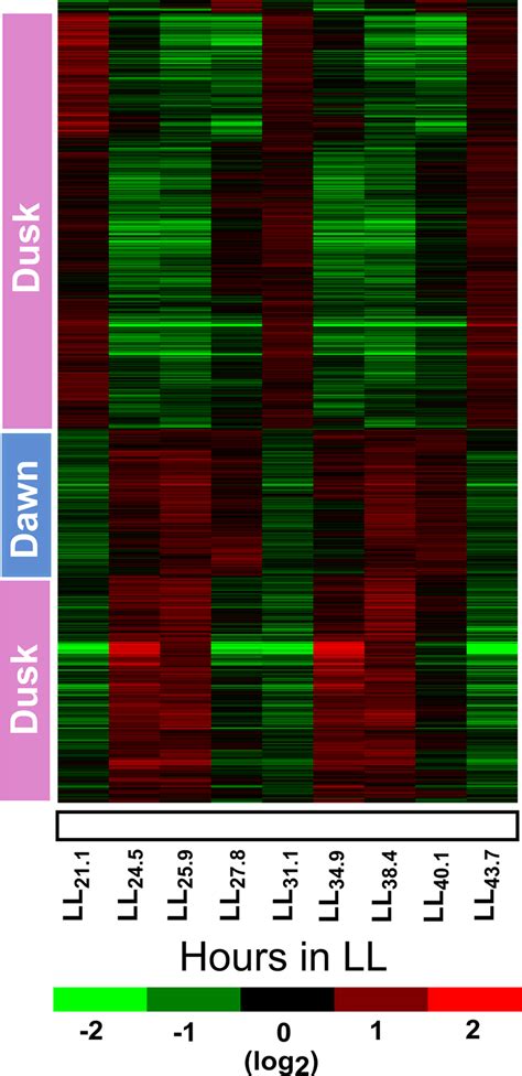 Heat Map And Hierarchical Clustering Of Cyclic Genes Heat Map Was