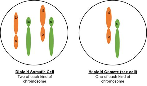 Mitosis And Meiosis Genetics Agriculture And Biotechnology