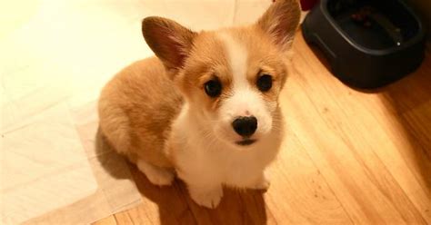 How Can I Say No To This Face Imgur