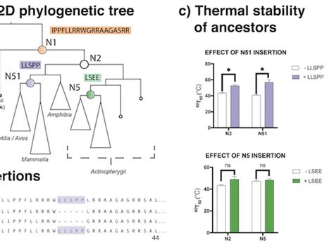 identifying and engineering ancient variants of enzymes using graphical representation of
