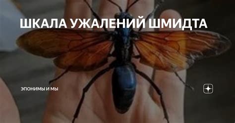 ШКАЛА УЖАЛЕНИЙ ШМИДТА Эпонимы и Мы Дзен
