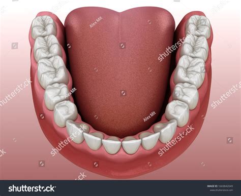 Difference Between Maxillary And Mandibular Molars 47 OFF