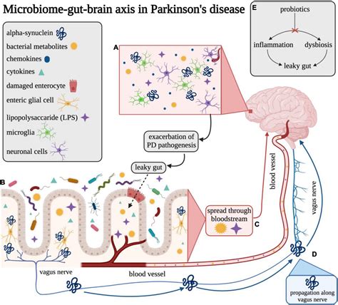 Frontiers The GutBrain Axis And Its Relation To Parkinsons Disease