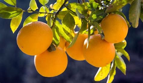 3 Types Of Dwarf Lemon Trees Crate And Basket Meyer Lemon Tree