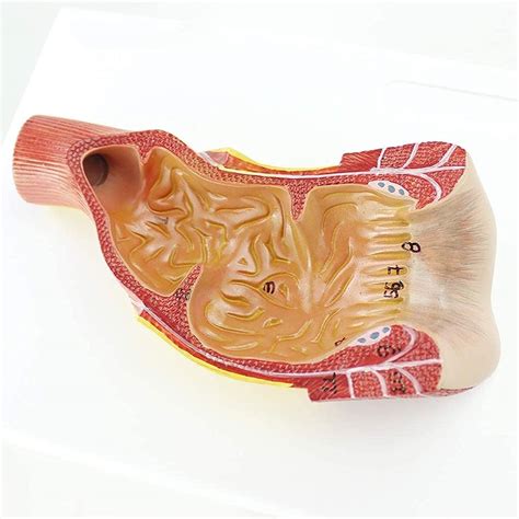 Buy JUNZHEN Anatomy Model Human Rectal Anal Canal Anatomical Model