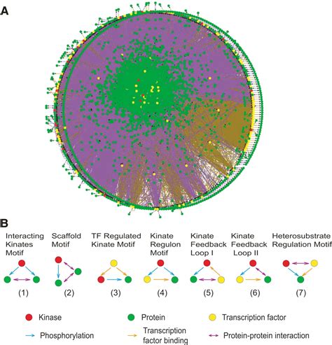 Getting Connected Analysis And Principles Of Biological Networks