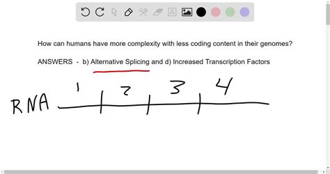 solved fractals allow for the creation of more complex organisms with genetic code select one