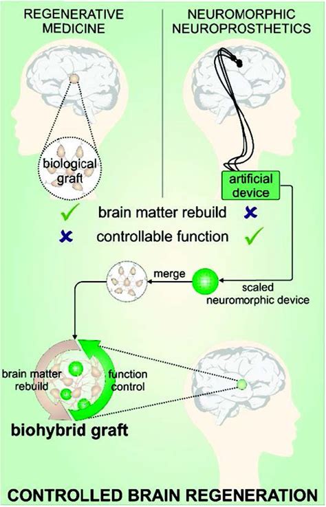 exploring the frontiers of neuromorphic engineering a journey into brain inspired computing