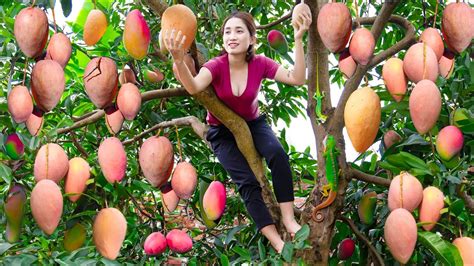 Harvesting Pink Mutant Mango With Disabled Younger Brother Goes To The Market Sell Youtube