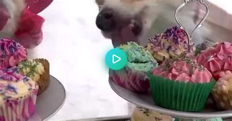 The Snozzberries Taste Like Snozzberries Album On Imgur
