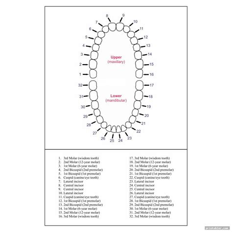 Printable Tooth Chart With Numbers And Letters Free Printable Templates