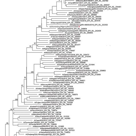 figure maximum likelihood phylogenetic tree showing relationship of download scientific