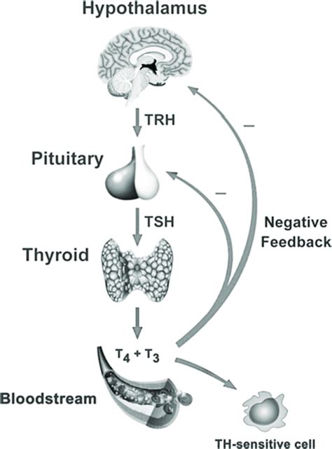 The Hypothalamic Pituitary Thyroid Axis Including The Roles Of Download Scientific Diagram