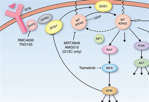 apelin signaling pathway信号通路作用机制 华美生物