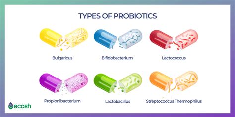 Probiotic Bacteria Types