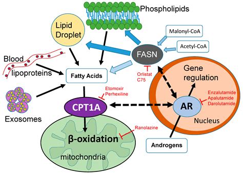 IJMS Free Full Text Lipid Metabolism And Endocrine Resistance In