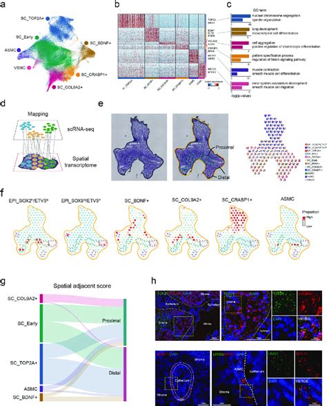 multiple stromal cell types exhibit proximal distal spatial