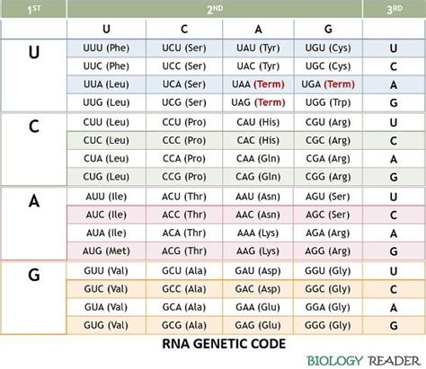 What Are Genetic Codons Definition Key Terms Chart Properties