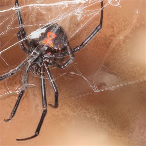 Black Widow Urban Ipm Montana State University