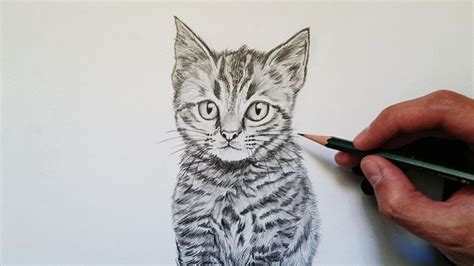 Cómo Dibujar Un Gato Realista Explicado Paso A Paso Como Dibujar Un Gato Dibujos De Gatos