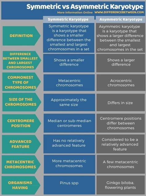 Difference Between Symmetric And Asymmetric Karyotype Compare The