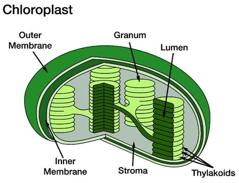 Plastids Definition Example Types Video Lesson Transcript 48 OFF