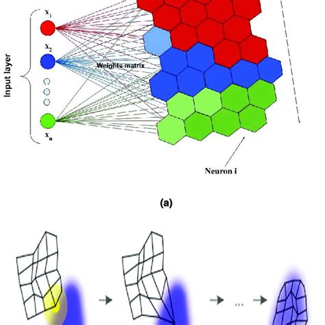 a self organizing feature maps architecture b topology of sofm download scientific diagram