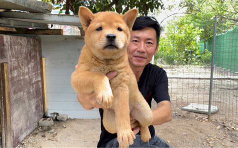 陪伴我们小时候一起成长的大黄这次可遇上了它的性格温顺懂事 冷风寻犬 冷风寻犬 哔哩哔哩视频