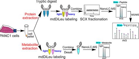 Overall Workflow Of Quantitative Proteomics And Amine Metabolomics
