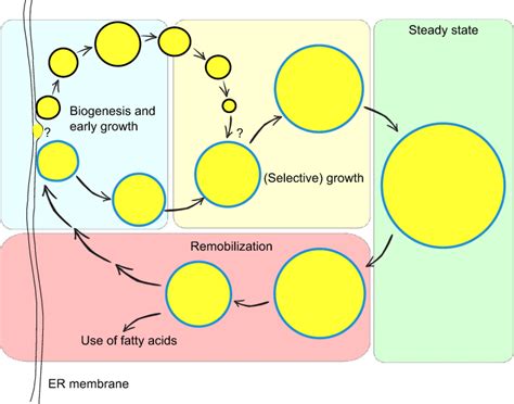 The Lipid Droplet Life Cycle Lipid Droplet Biogenesis And Early Growth