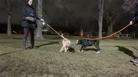 Leo And Davina Leash Test Youtube