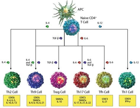 Blog T Cell History