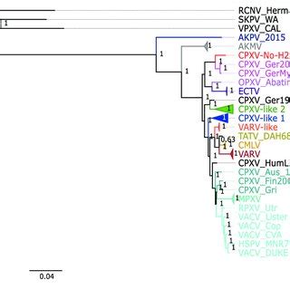 Bayesian Inference Phylogenetic Tree Based On 76 Orthopoxvirus Whole