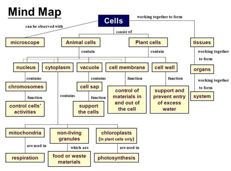 Draw A Mind Map To Show Cell Components Cell Organelles Its The Best
