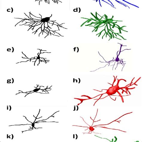 The 2D Binary And Planar 3D Reconstruction Images Of Neuron