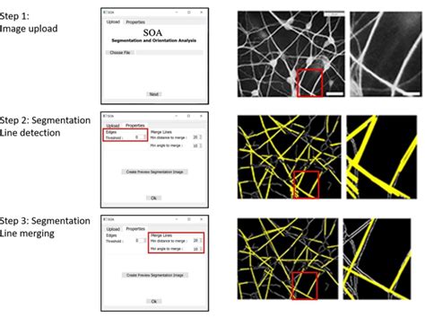 automatic identification of dendritic branches and their orientation protocol