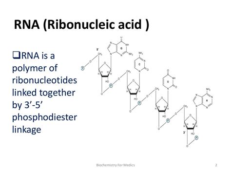 rna structure types and functions