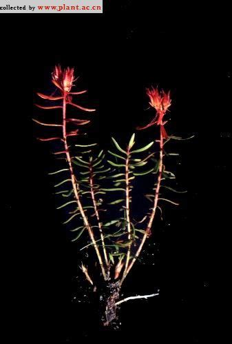 长白红景天Rhodiola angusta Nakai 植物图片库 植物通