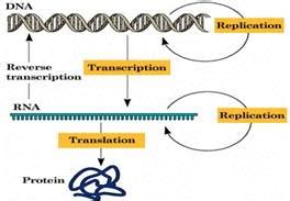 What Is Open Reading Frame In Dna Webframes Org