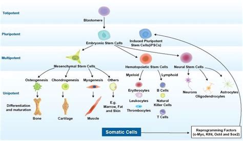 Neural Stem Cells NSCs Mesenchymal Stem Cells MEDizzy