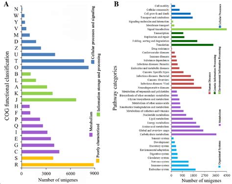 functional classifications and annotation of unigenes a cog download scientific diagram