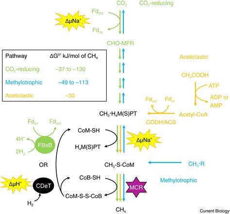 Methanogenesis Current Biology