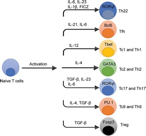 Frontiers T Cell Subsets In Graft Versus Host Disease And Graft