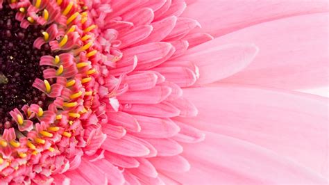 桌布 粉紅色非洲菊花微距攝影花瓣 1920x1200 高清桌布 圖片 照片