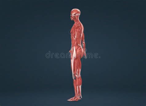 Female Human Muscular System Anatomy Stock Illustration Illustration Of Synergist Antagonist