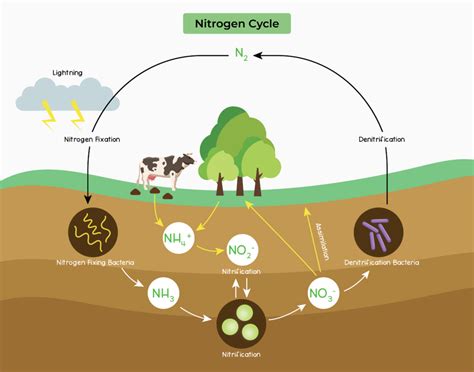 Edexcel Igcse Biology Topic 23 Cycles Within Ecosystems 002 Nitrogen