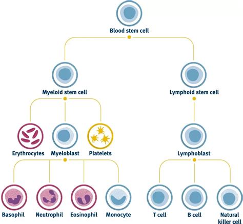Hematopoietic Stem Cells HSCs ChemoMetec